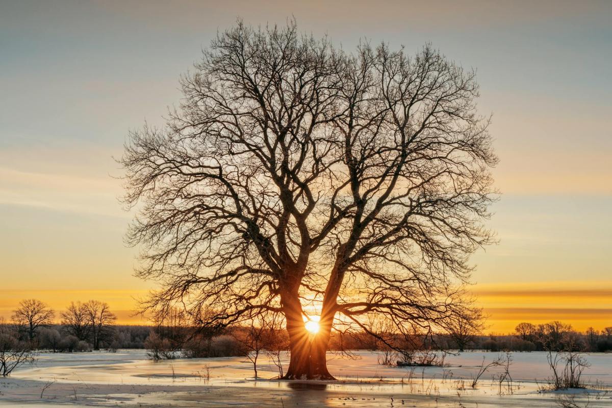 From roots to ribbons: Celebrating Tree Dressing Day with community and ...